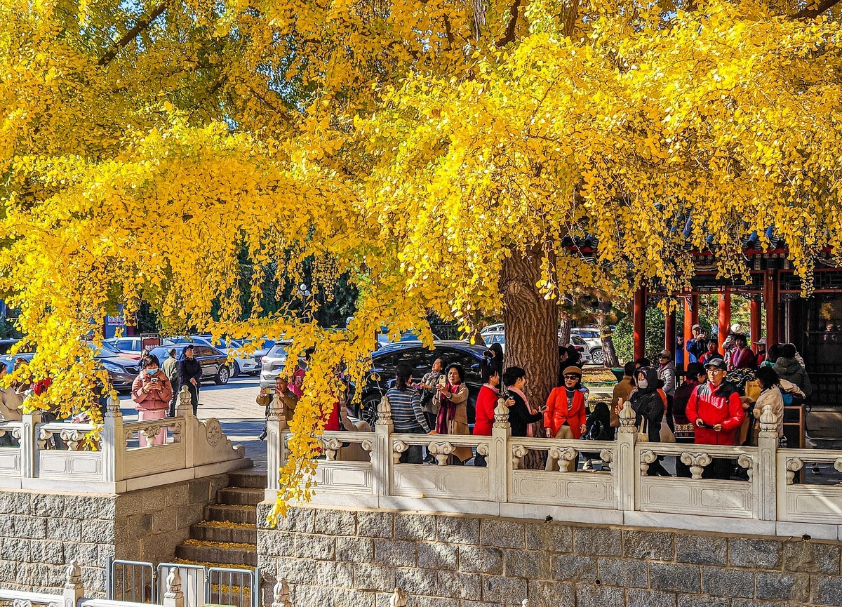 手机游拍20241105《25》-中关村在线摄影论坛