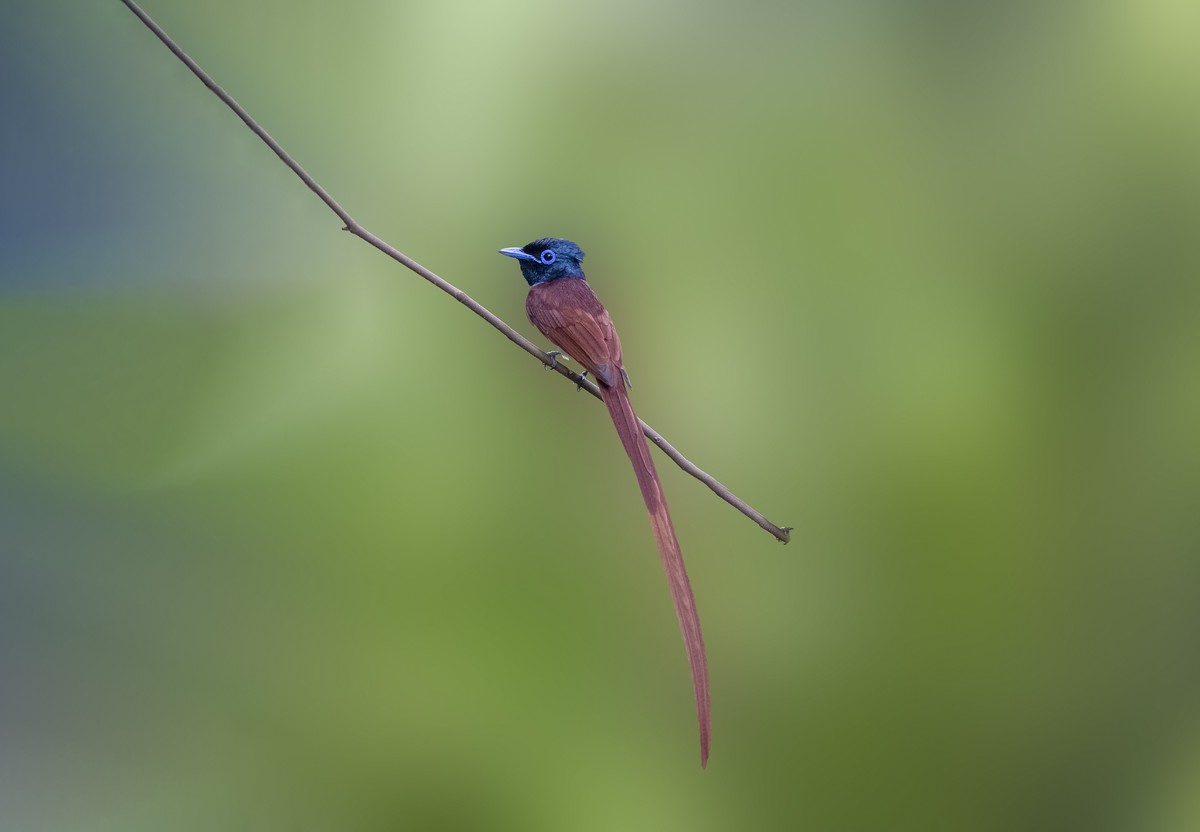 --寿带鸟---中关村在线摄影论坛