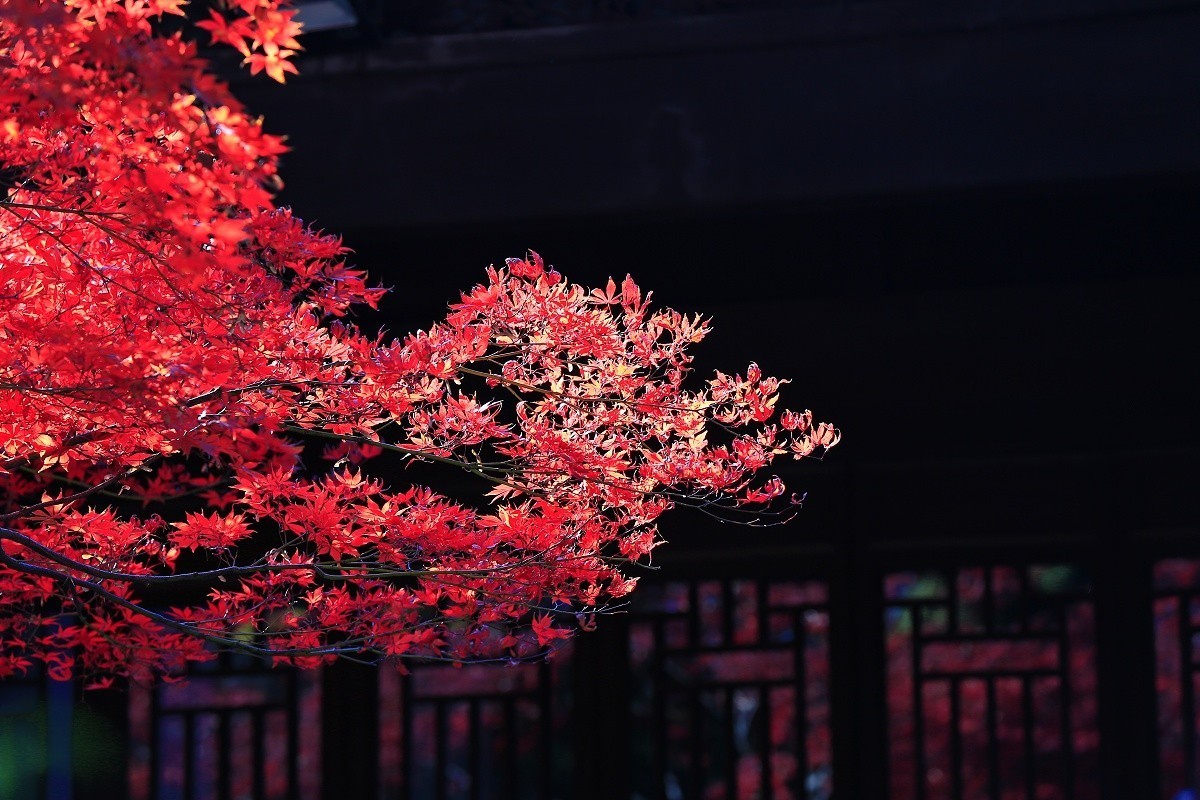 初冬的葉色（中）-中关村在线摄影论坛