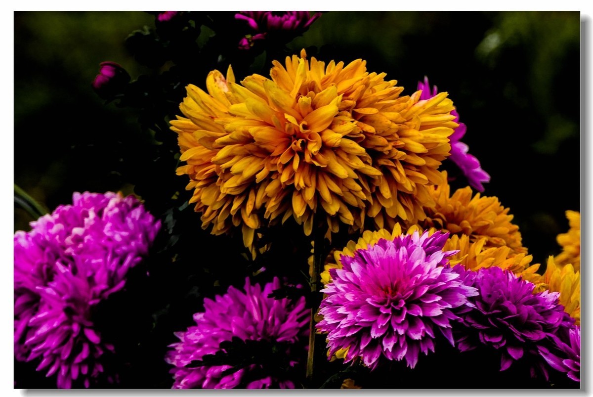 冬之菊-中关村在线摄影论坛