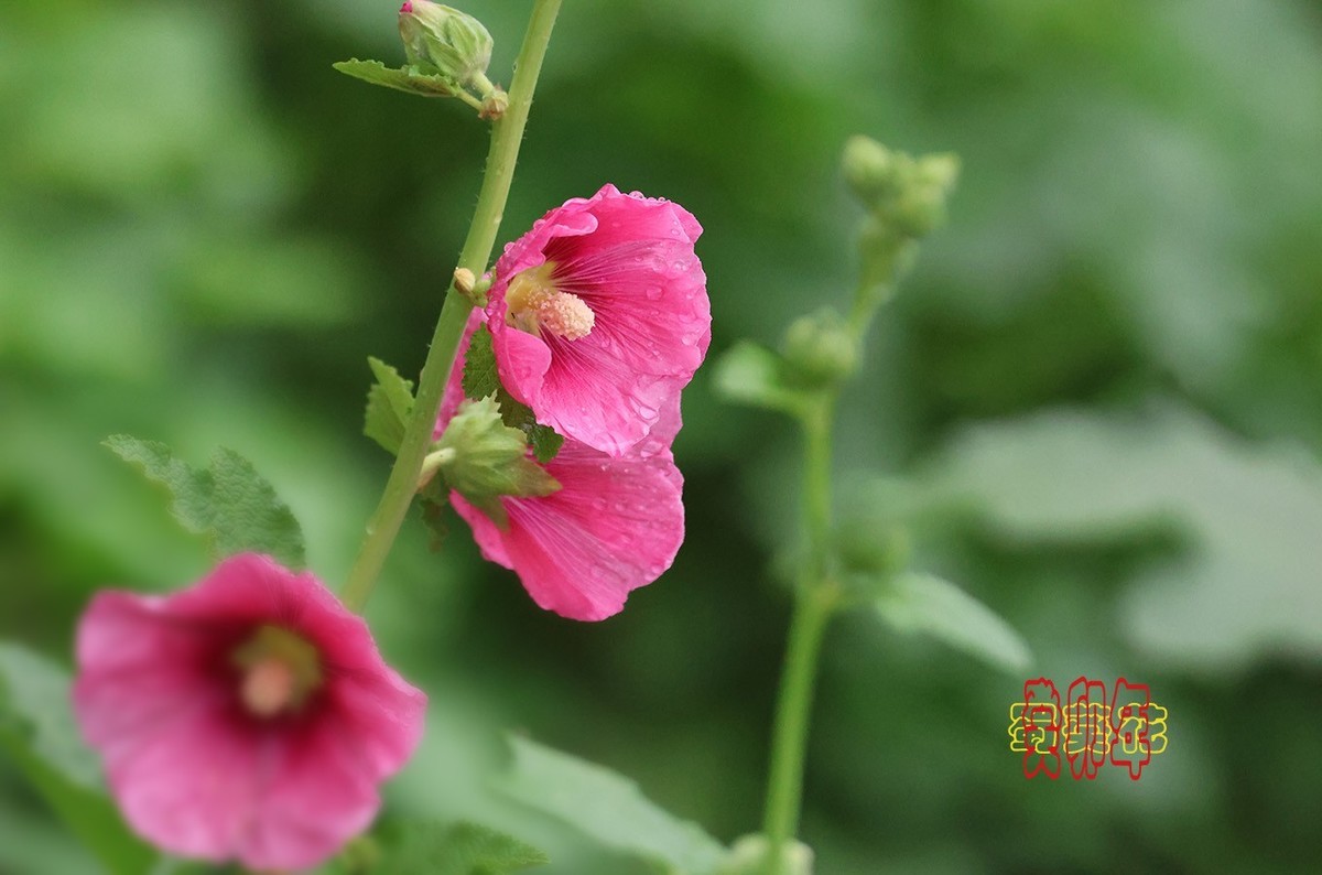 蜀葵花 16【2023-0593】-中关村在线摄影论坛