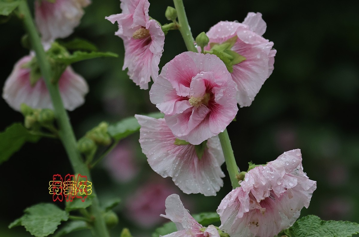 蜀葵花 16【2023-0593】-中关村在线摄影论坛