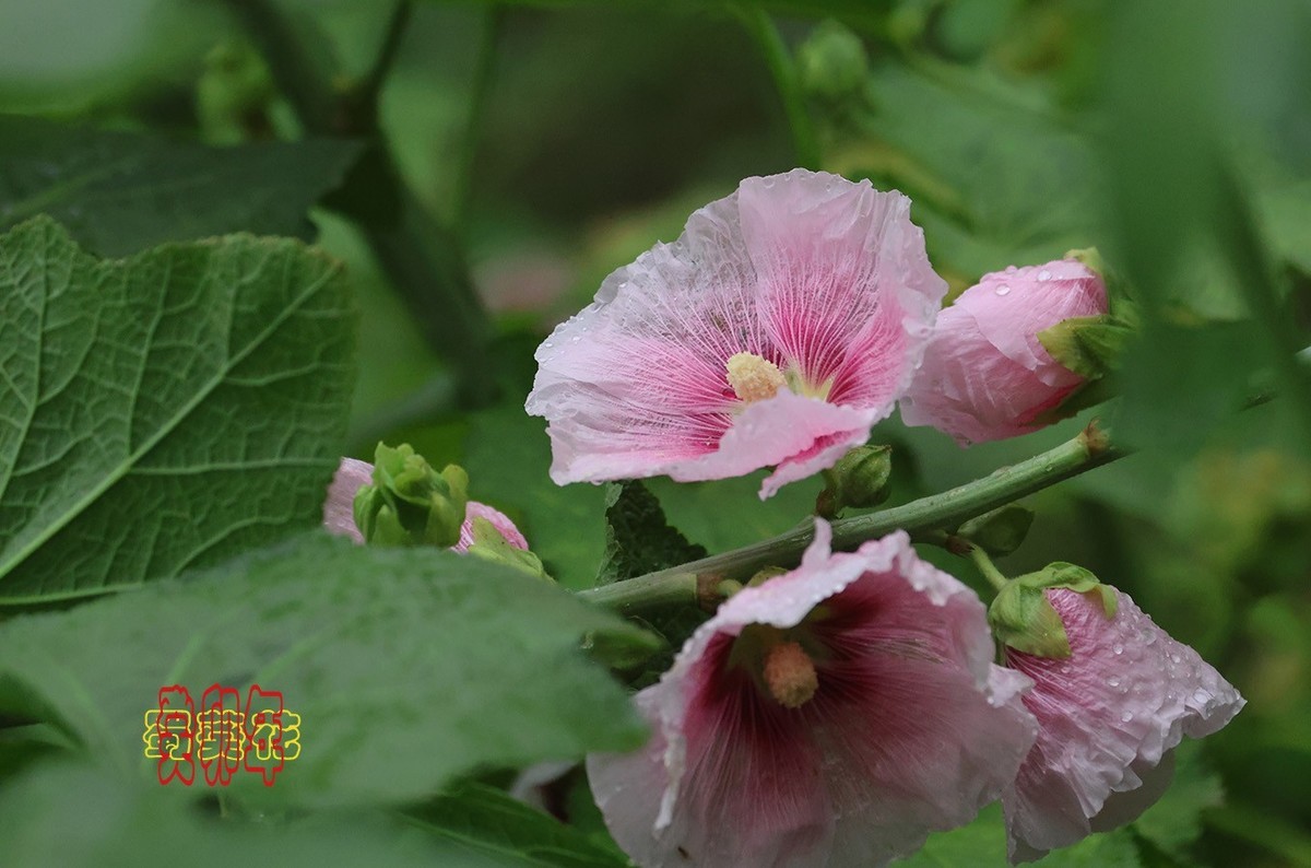 蜀葵花 16【2023-0593】-中关村在线摄影论坛