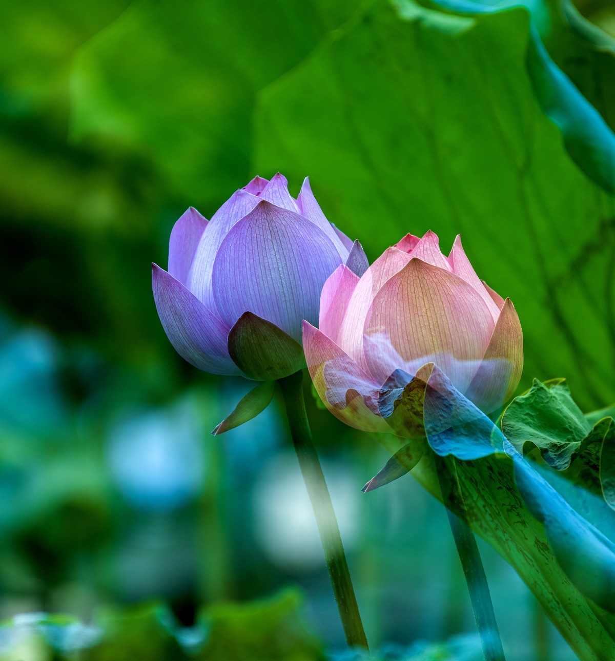 夏日之美荷-中关村在线摄影论坛