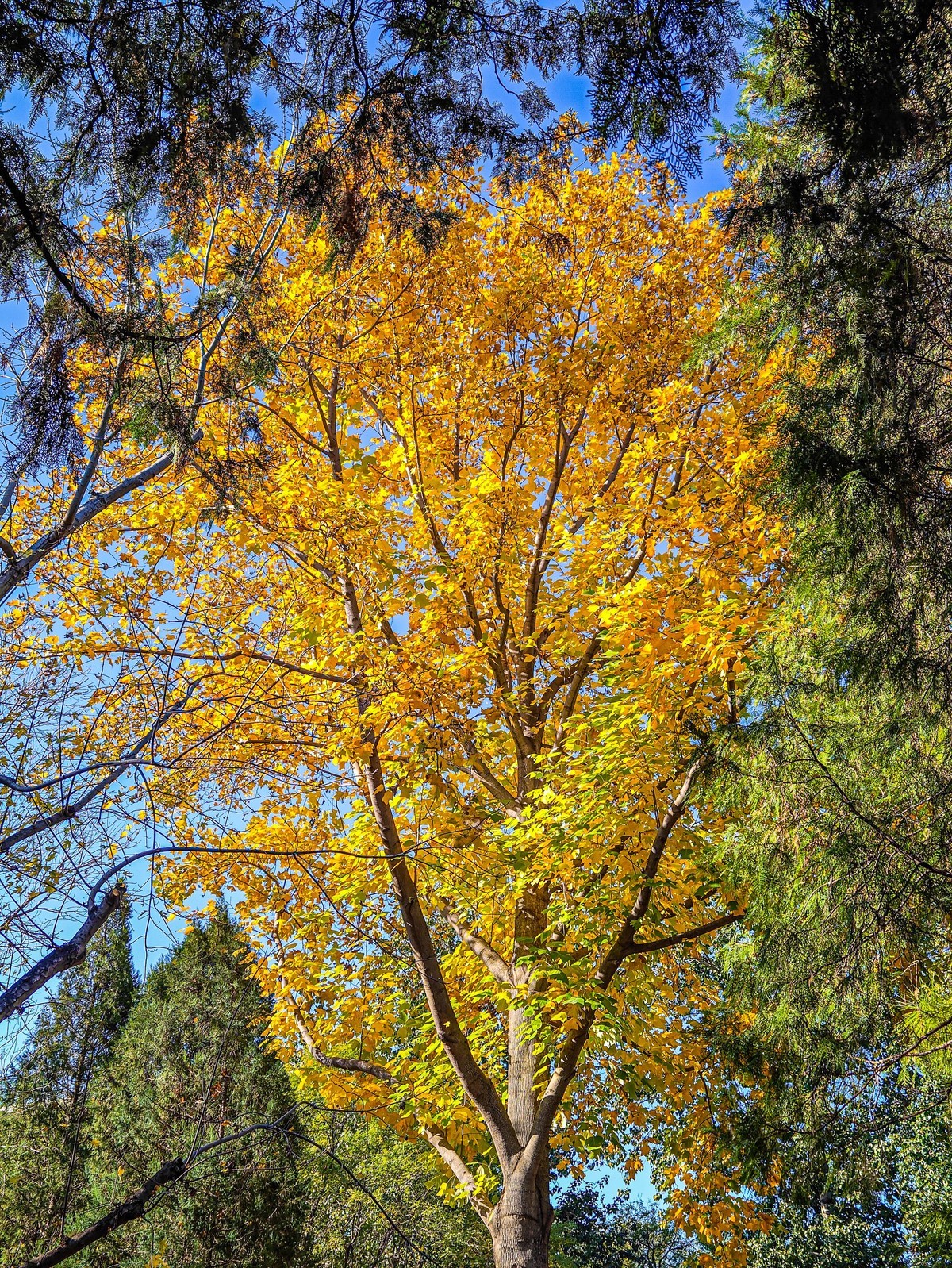 手机游拍20241105 秋日影像《2》-中关村在线摄影论坛