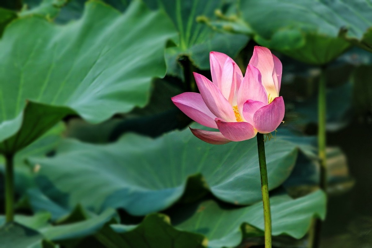 2024147荷花-中关村在线摄影论坛