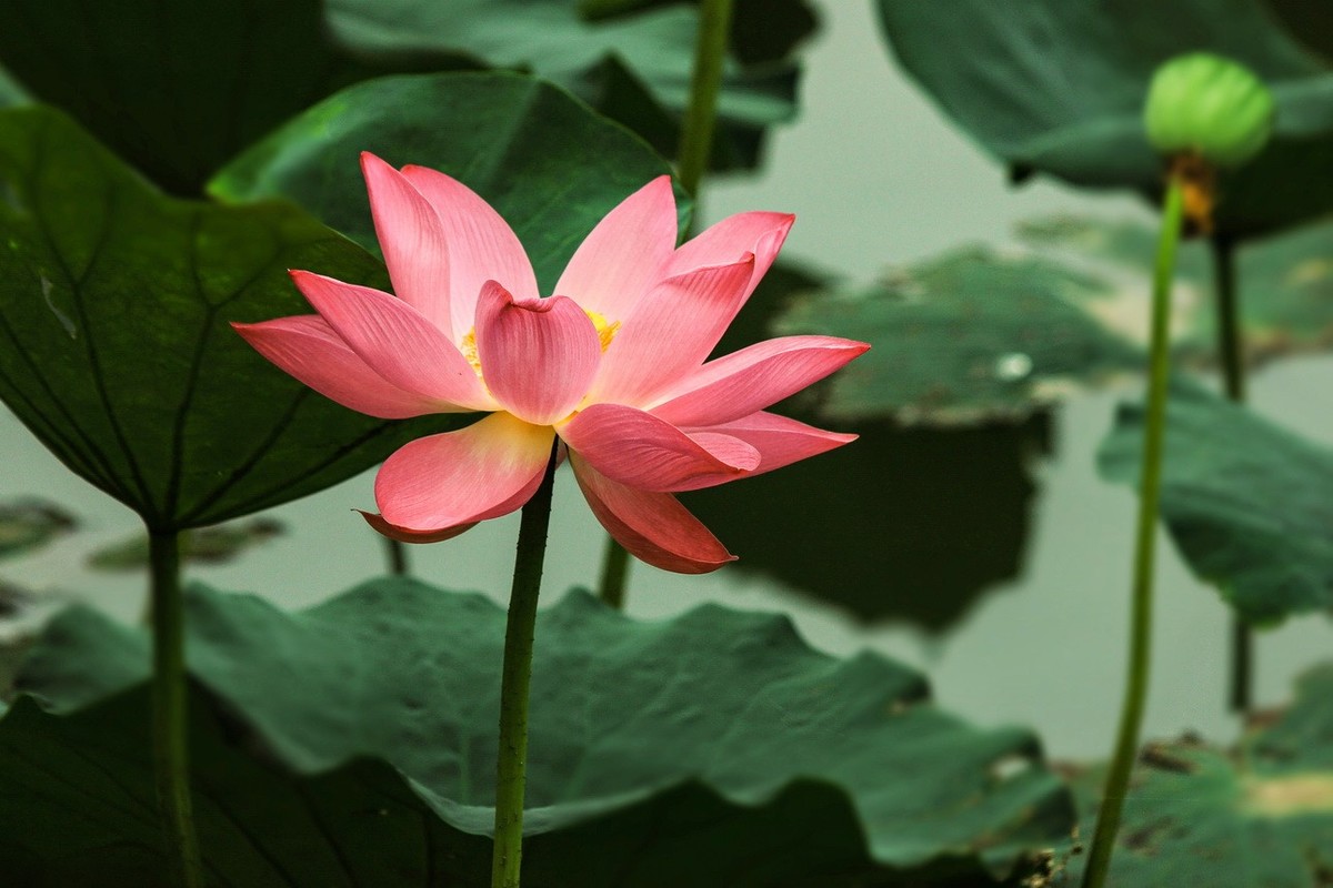 2024147荷花-中关村在线摄影论坛