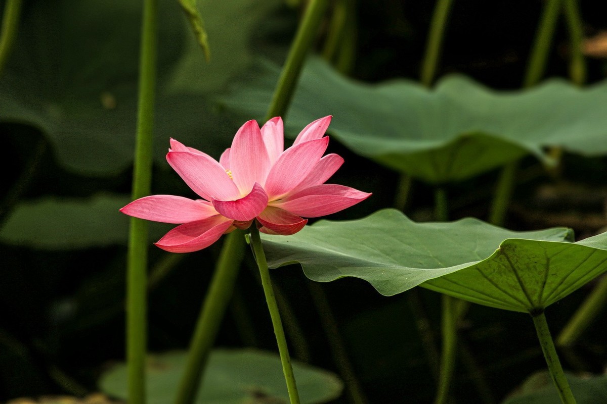 2024147荷花-中关村在线摄影论坛