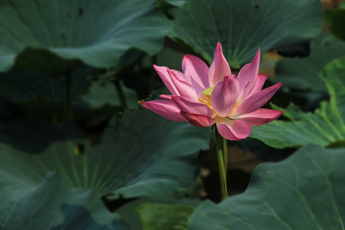 2024147荷花-中关村在线摄影论坛