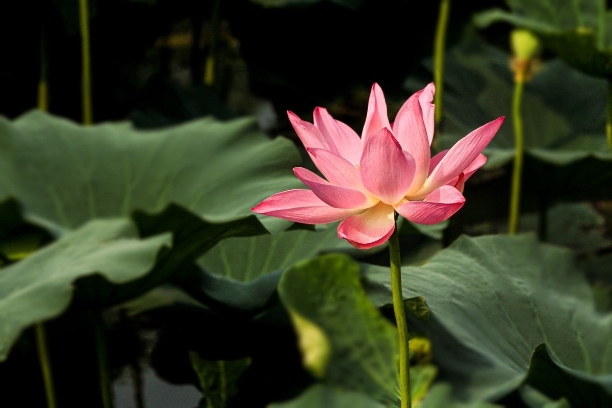 2024147荷花-中关村在线摄影论坛