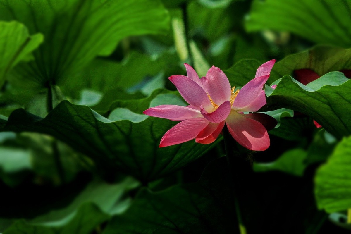 2024147荷花-中关村在线摄影论坛