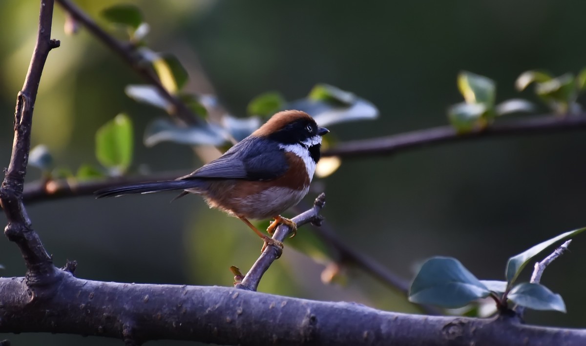 呆萌的红头长尾山雀!-中关村在线摄影论坛
