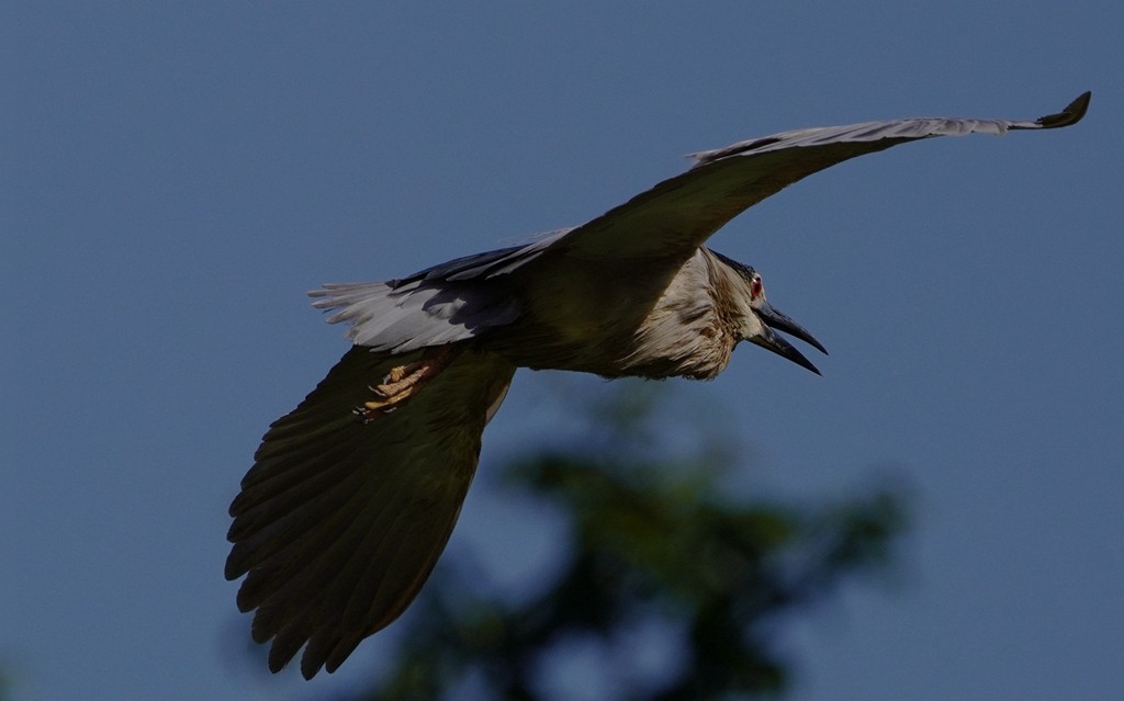 我要飞的更高！-中关村在线摄影论坛