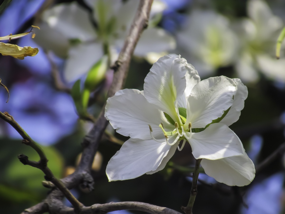 洋紫荆-中关村在线摄影论坛