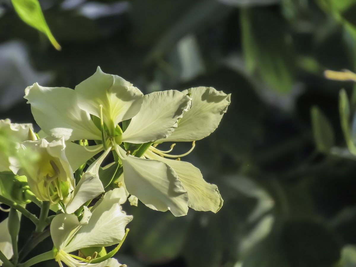 洋紫荆-中关村在线摄影论坛