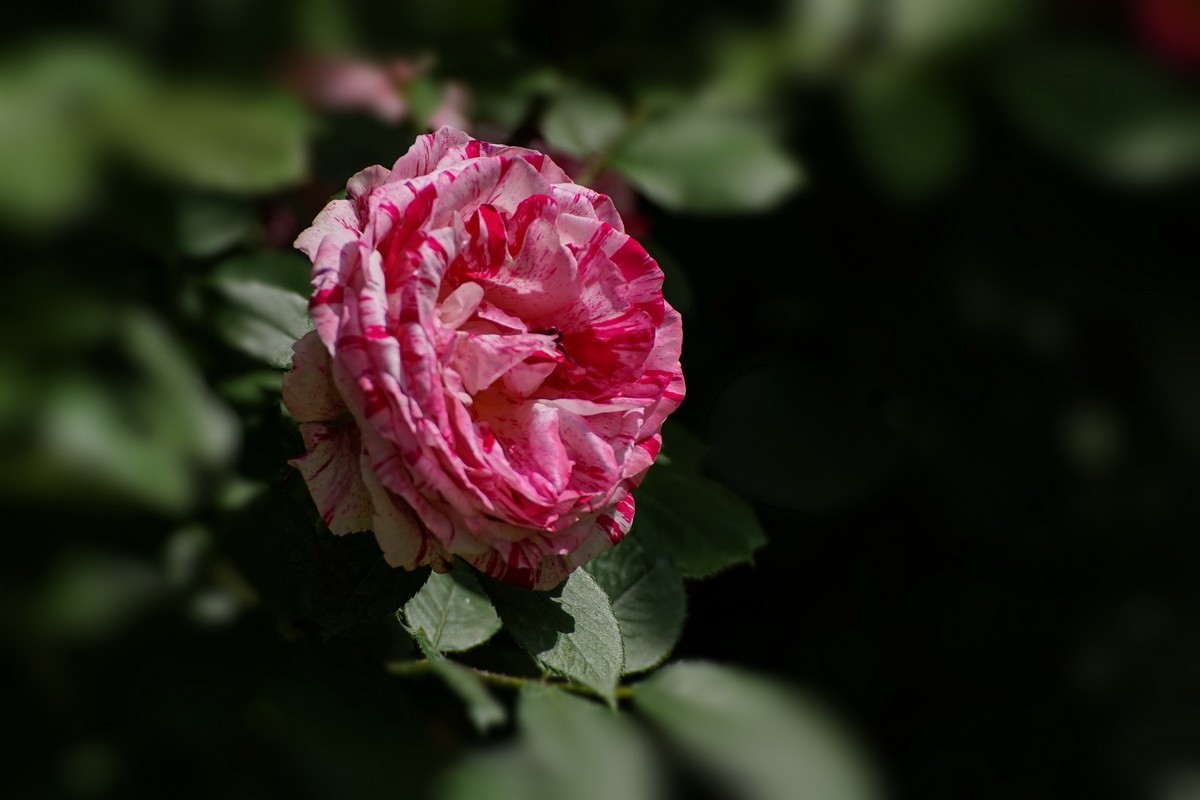 2024121 月季花-中关村在线摄影论坛