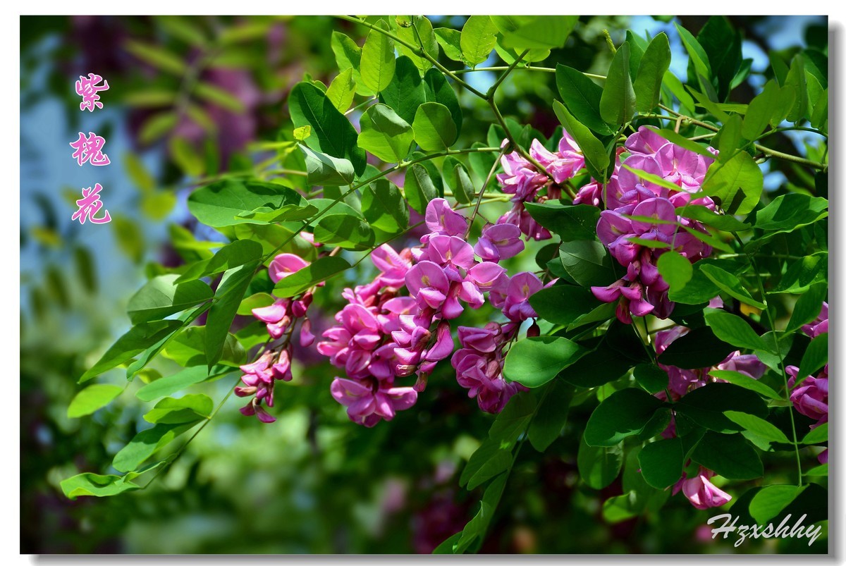 紫槐花（2024244）-中关村在线摄影论坛