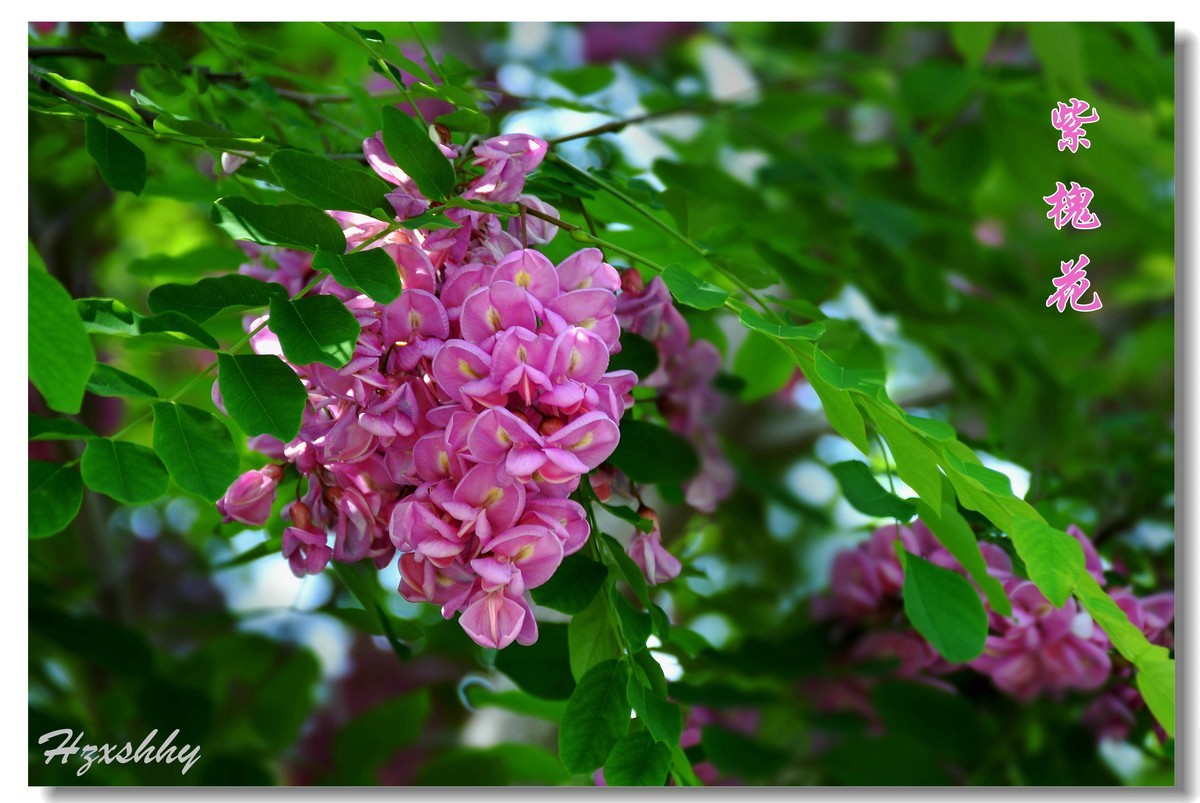 紫槐花（2024244）-中关村在线摄影论坛