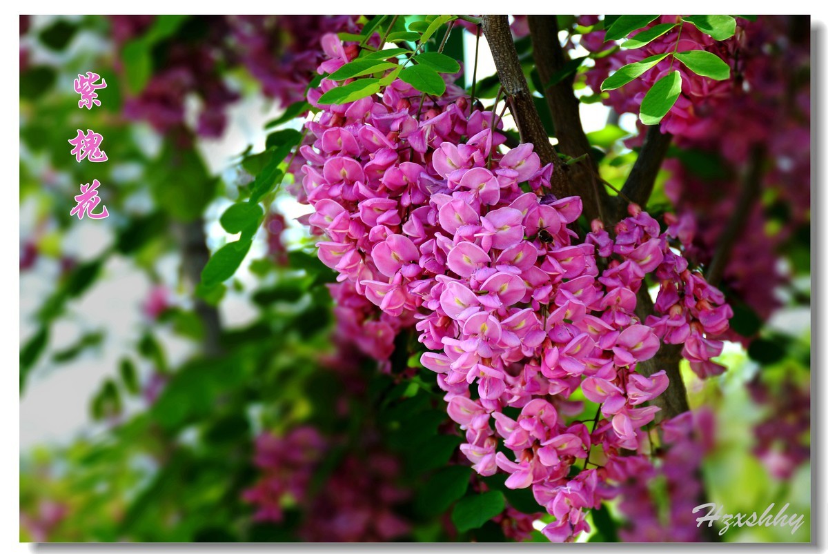 紫槐花（2024244）-中关村在线摄影论坛