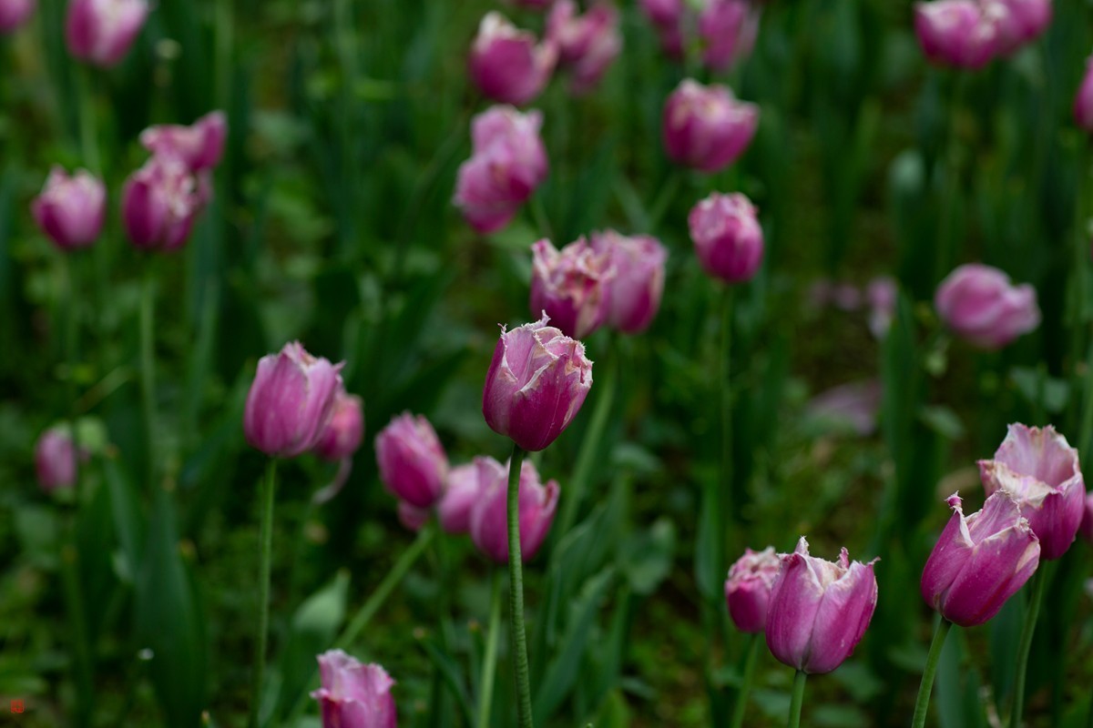 太寺垭公园（4）-中关村在线摄影论坛