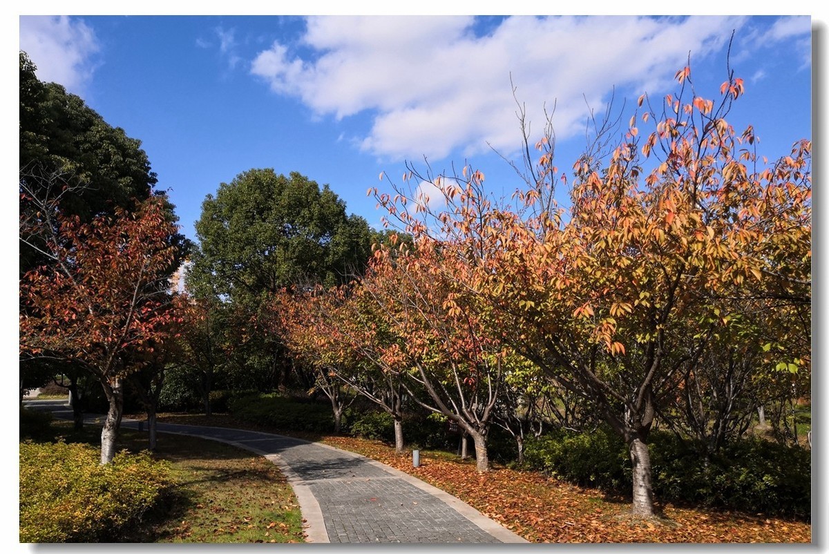 路边绿地也漂亮-中关村在线摄影论坛
