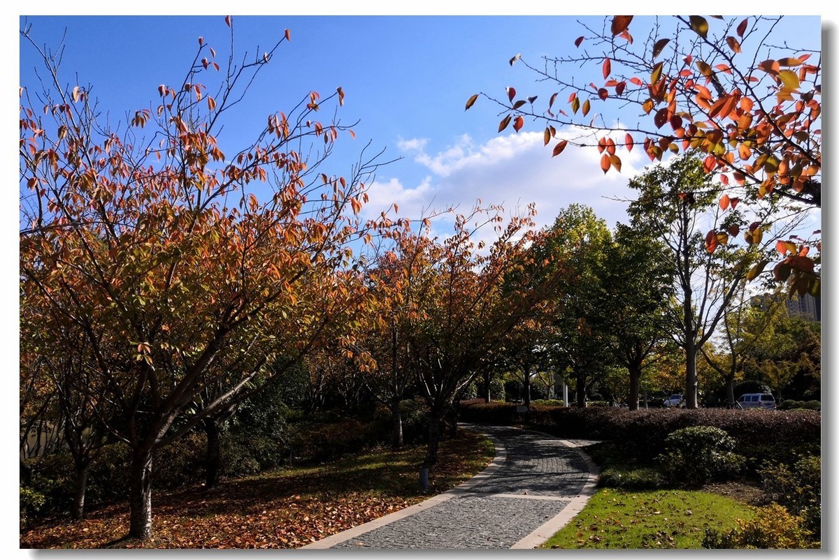 路边绿地也漂亮-中关村在线摄影论坛