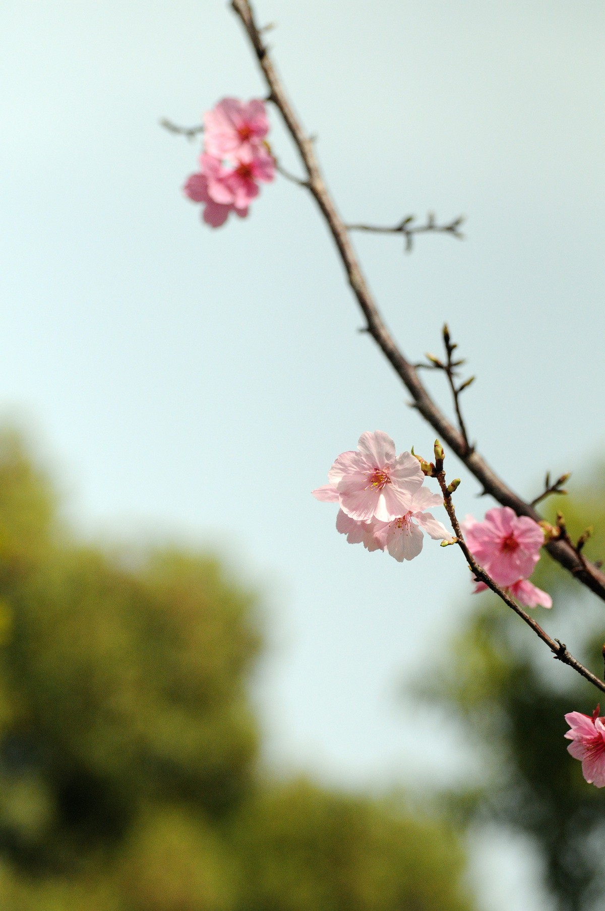 武汉樱花 随拍 时隔四年再次拿起相机-中关村在线摄影论坛