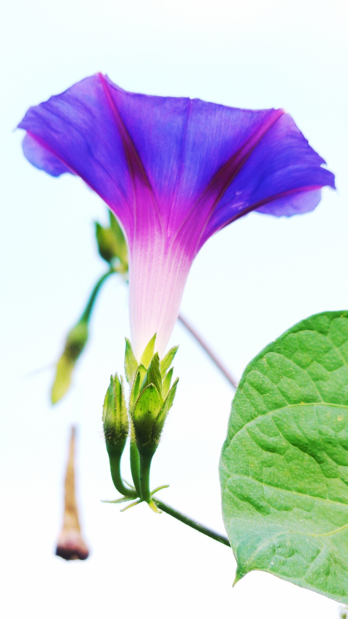 牵牛花-中关村在线摄影论坛