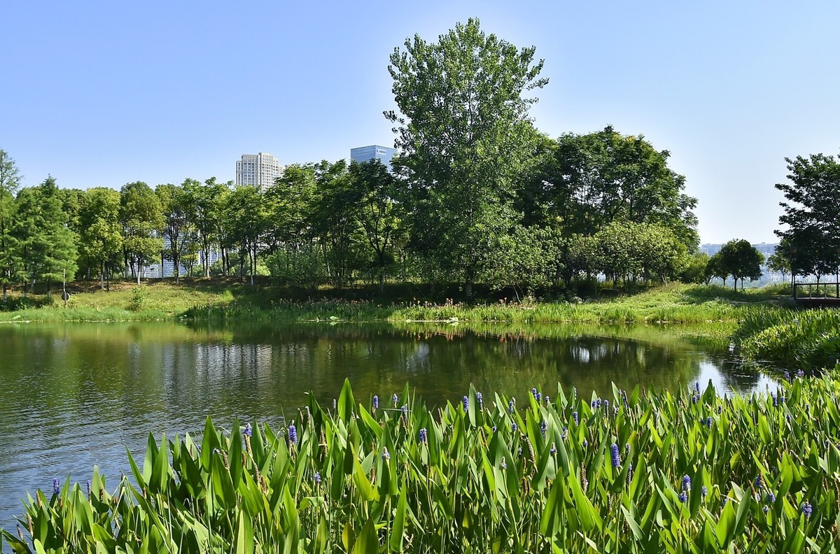 沙湖公园-中关村在线摄影论坛