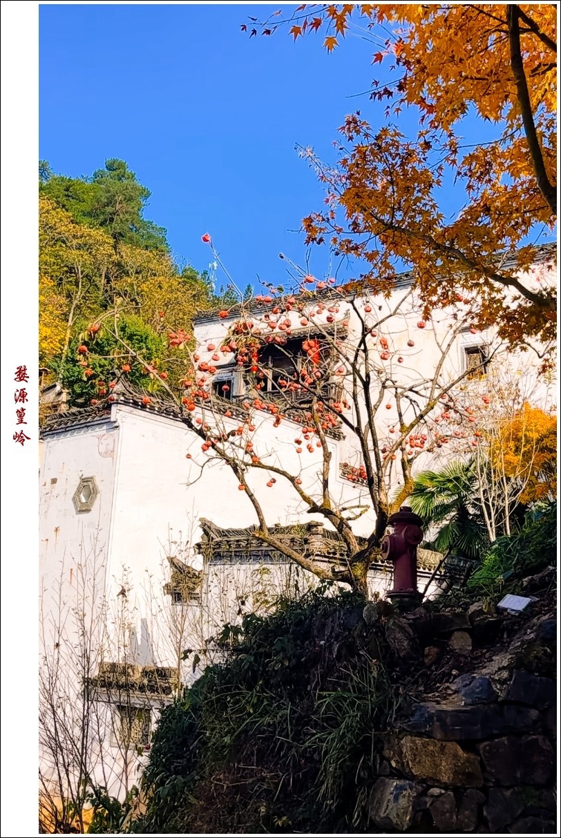 2023年第0067贴-婺源篁岭抓拍-067（0202F）-中关村在线摄影论坛