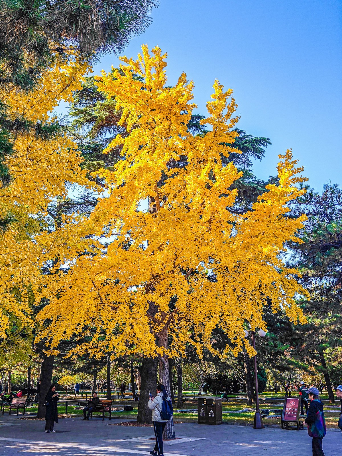 手机游拍20241105 秋日影像《3》-中关村在线摄影论坛