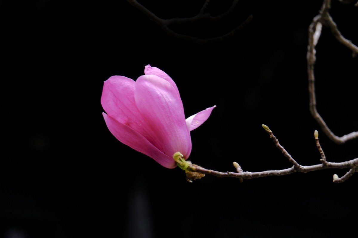 紫玉兰花 随拍-中关村在线摄影论坛