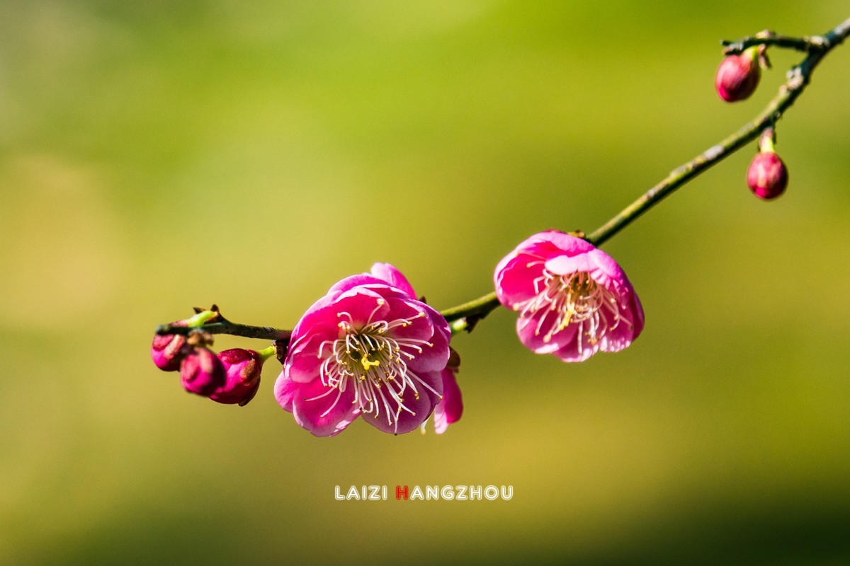 只把春来报（2）-中关村在线摄影论坛
