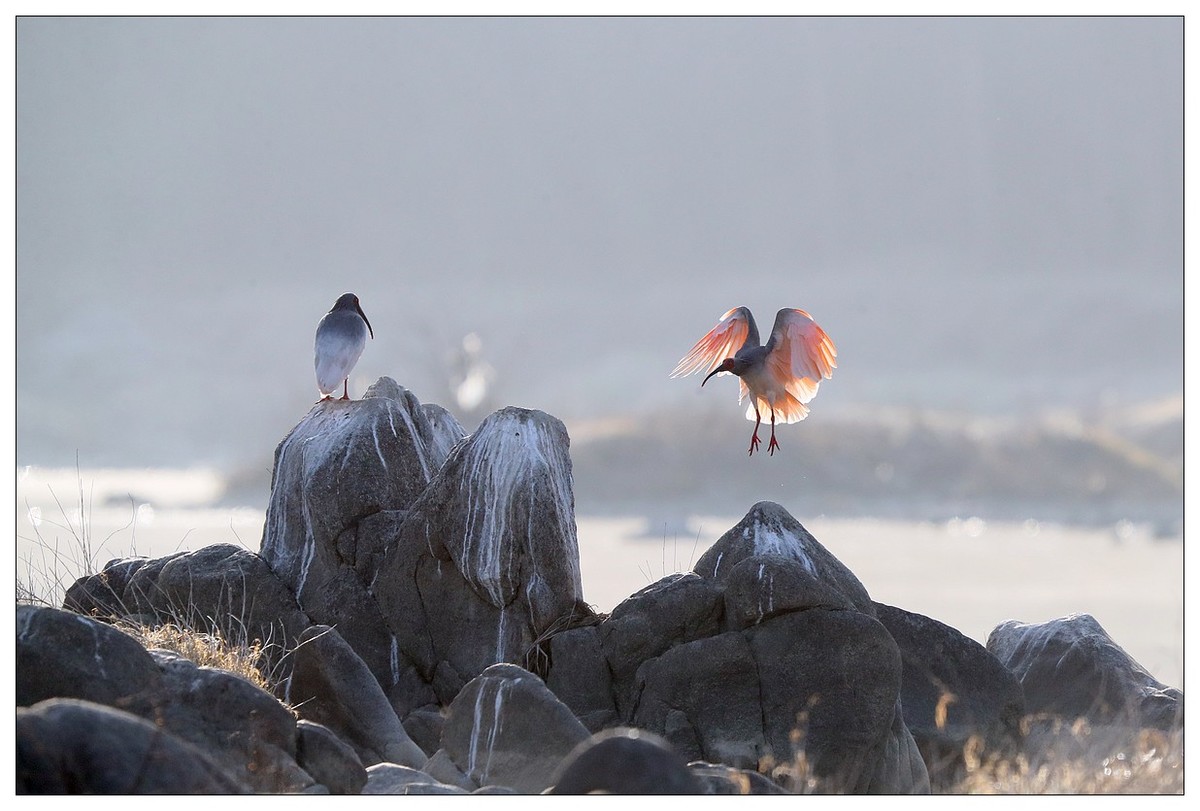陕西洋县的《汉江鹮影八》-中关村在线摄影论坛