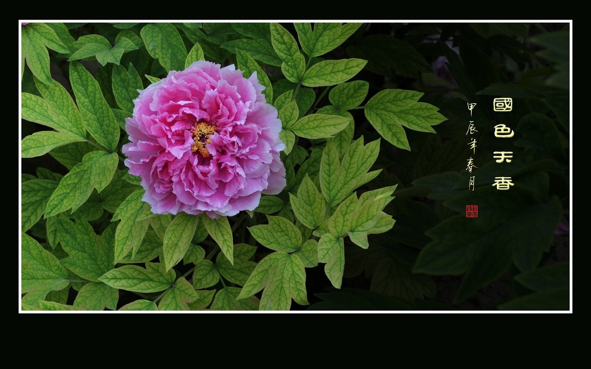 国色天香的牡丹花贺元旦佳节-中关村在线摄影论坛