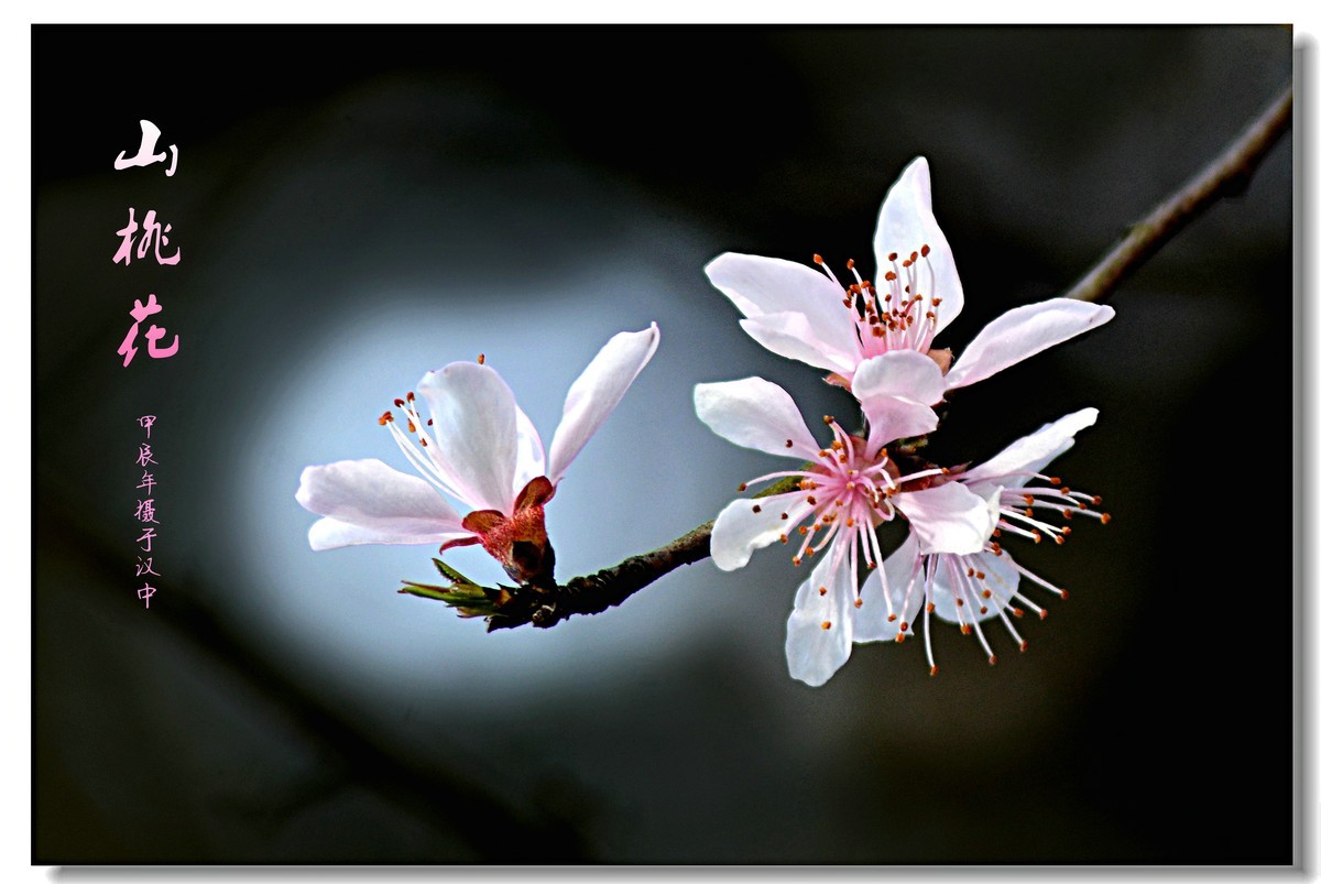 山桃花（2024147）-中关村在线摄影论坛