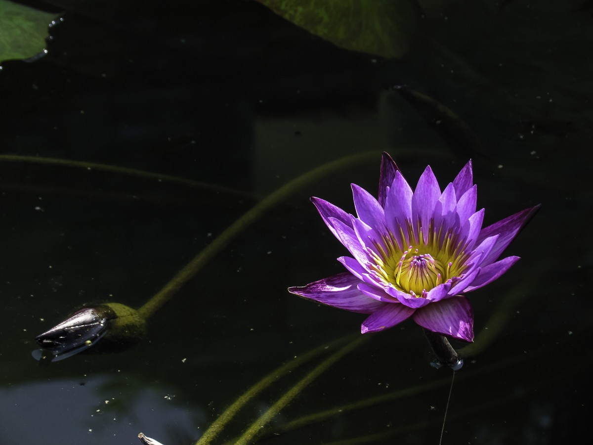 睡莲-中关村在线摄影论坛