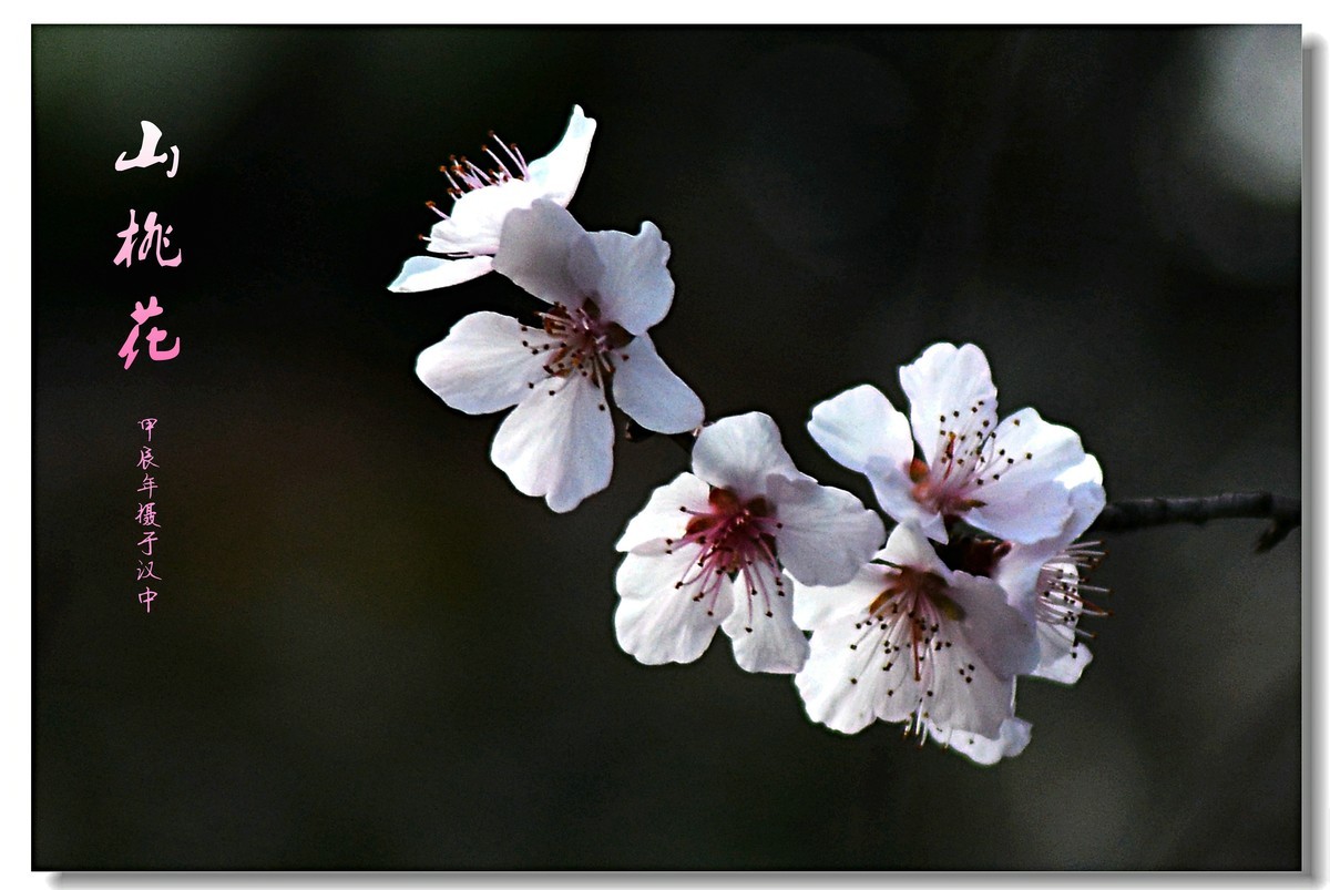 山桃花（2024147）-中关村在线摄影论坛