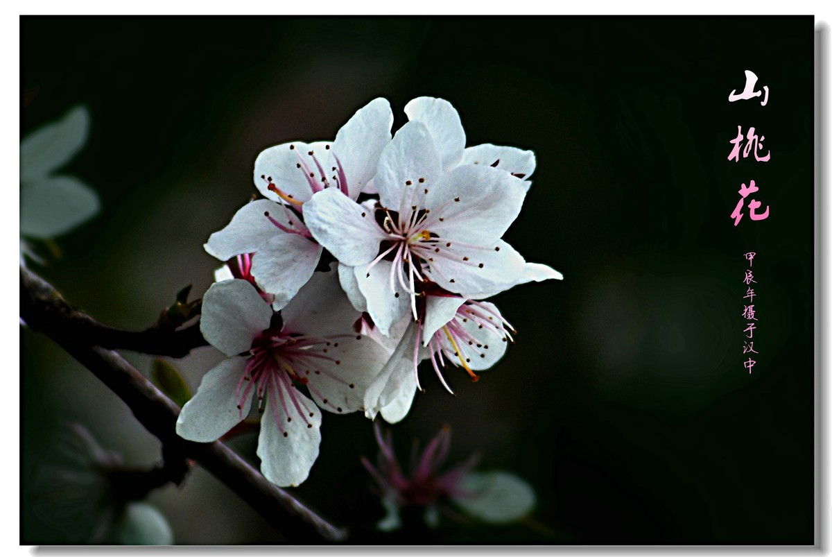 山桃花（2024147）-中关村在线摄影论坛