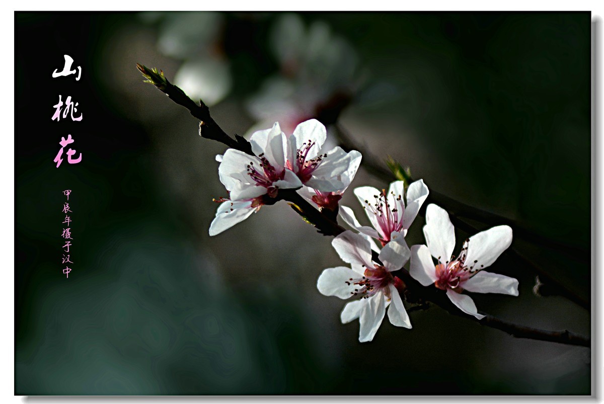 山桃花（2024147）-中关村在线摄影论坛