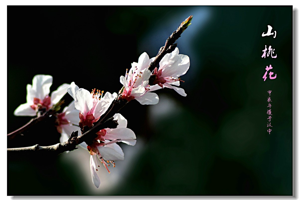 山桃花（2024147）-中关村在线摄影论坛