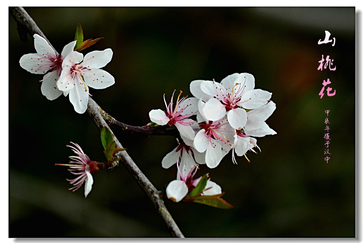 山桃花（2024147）-中关村在线摄影论坛