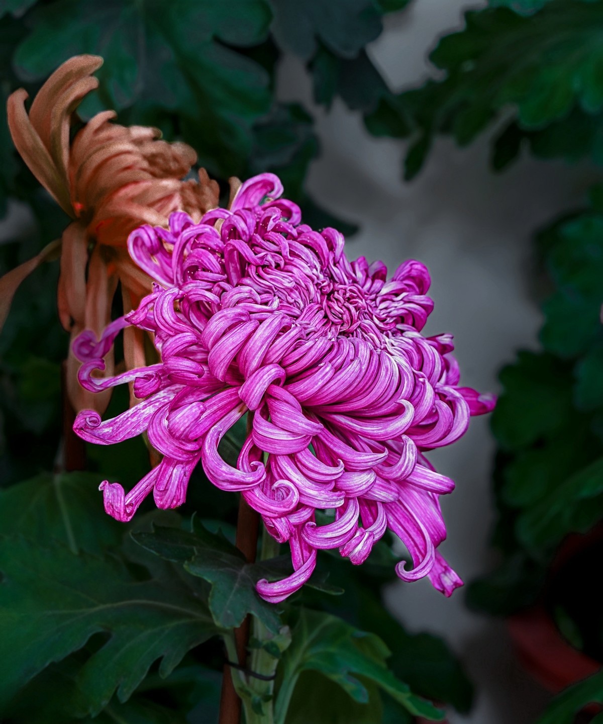 秋日中山公园20241105 《26》-中关村在线摄影论坛