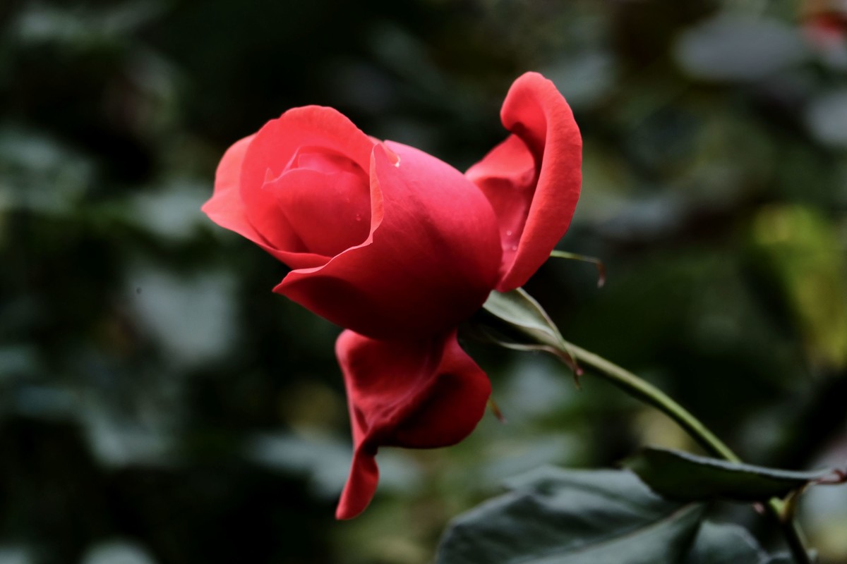 月季花（三）-中关村在线摄影论坛