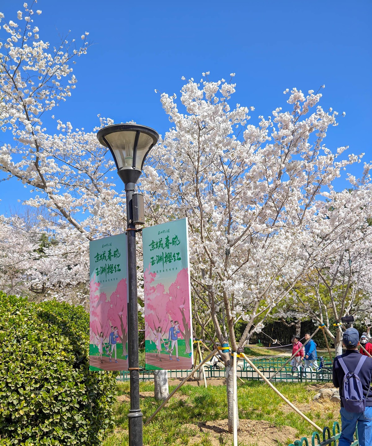 手机随拍20230327《26》-中关村在线摄影论坛