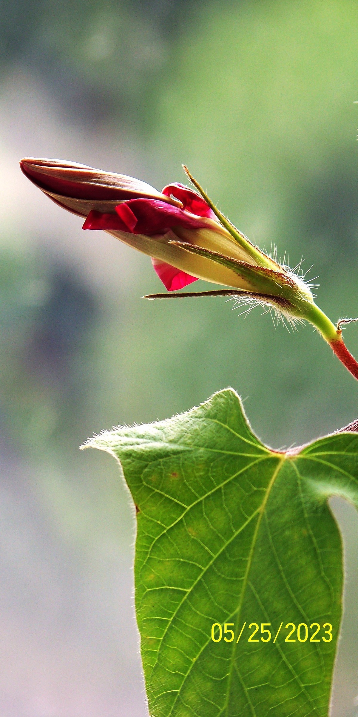 【高清图】牵牛花-中关村在线摄影论坛