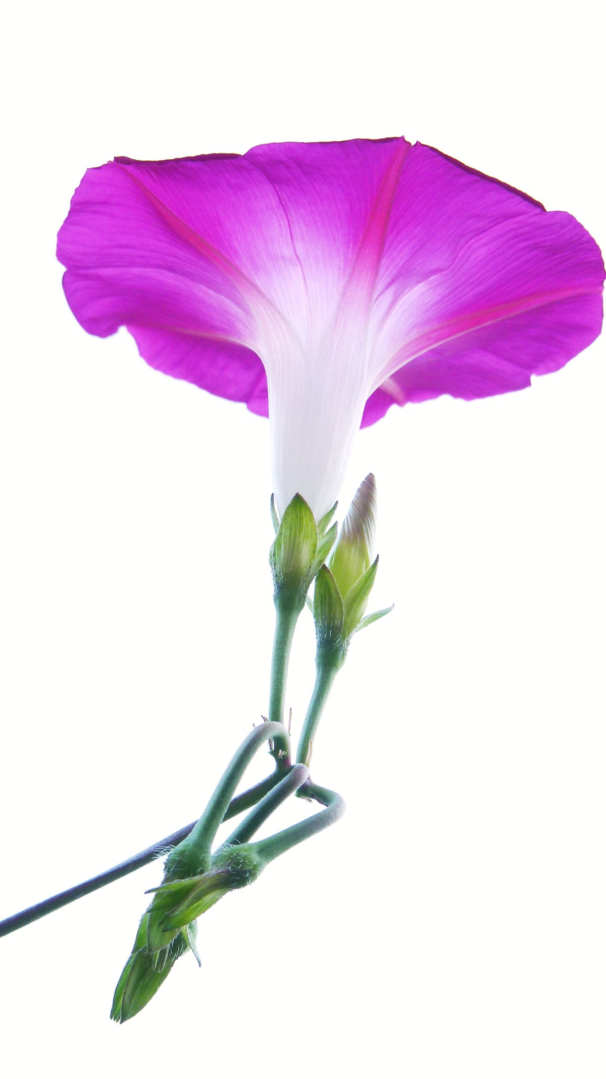 又拍牵牛花-中关村在线摄影论坛