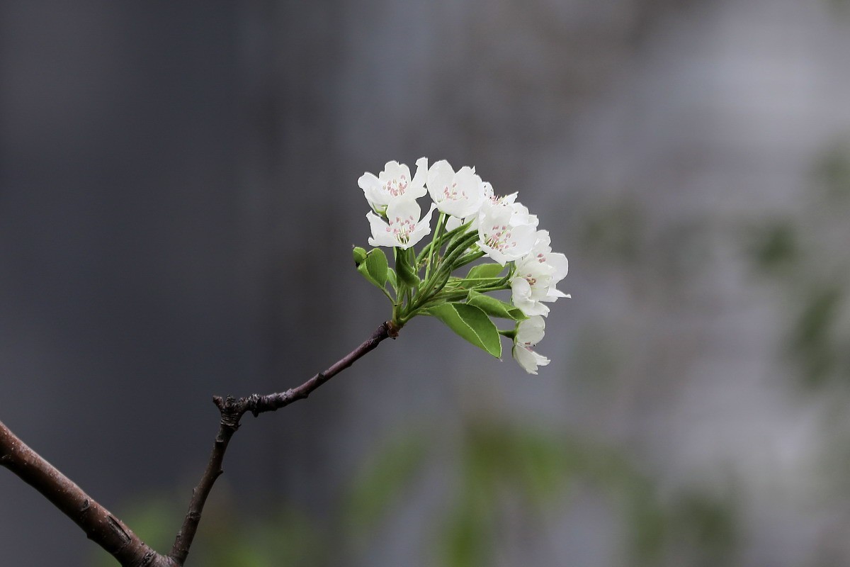 白海棠1-中关村在线摄影论坛