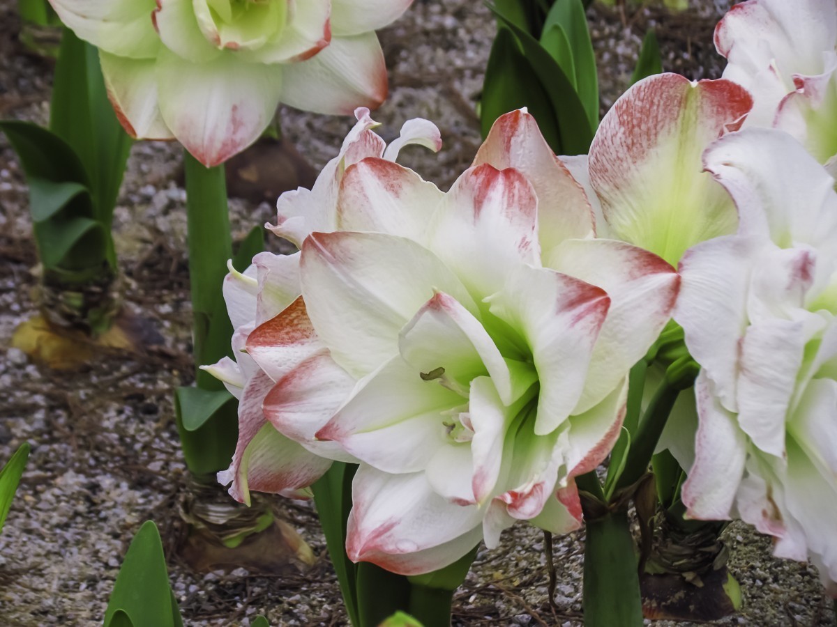 朱顶红-中关村在线摄影论坛