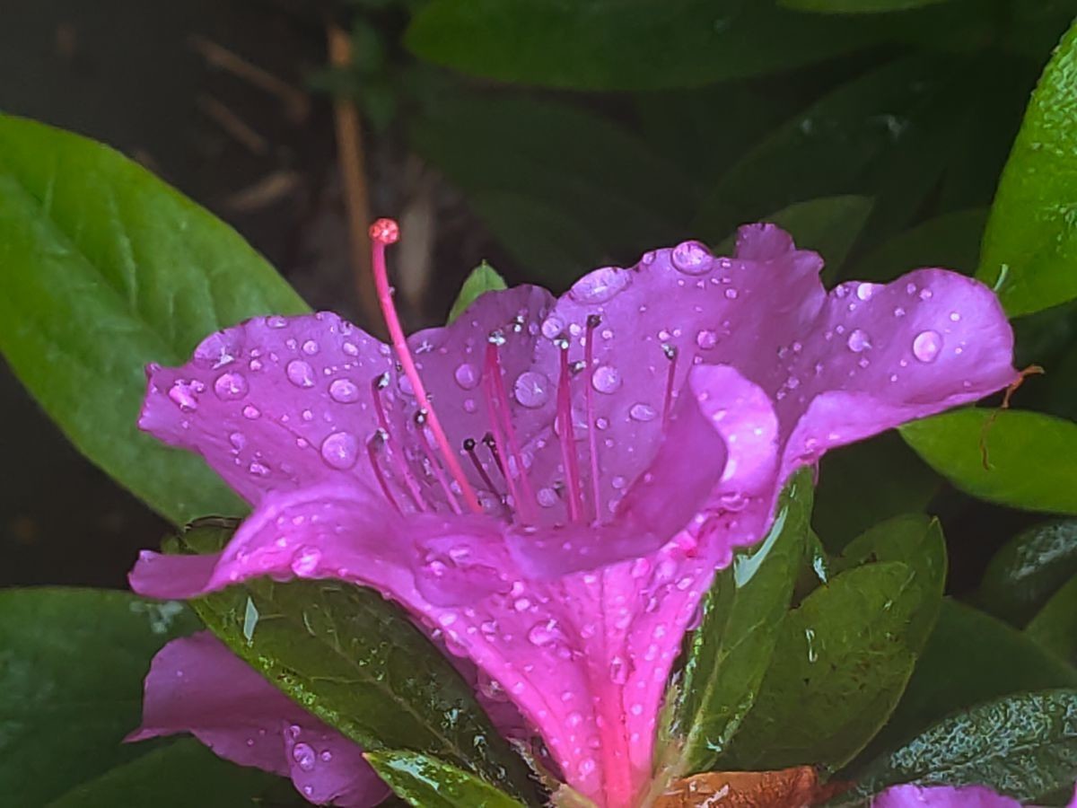 花卉系列【4420】-中关村在线摄影论坛